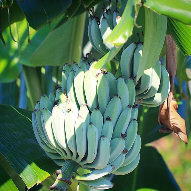 Njihuni me bananet blu, me shije si akullore me vanilje - Ngjarjet e Ditës