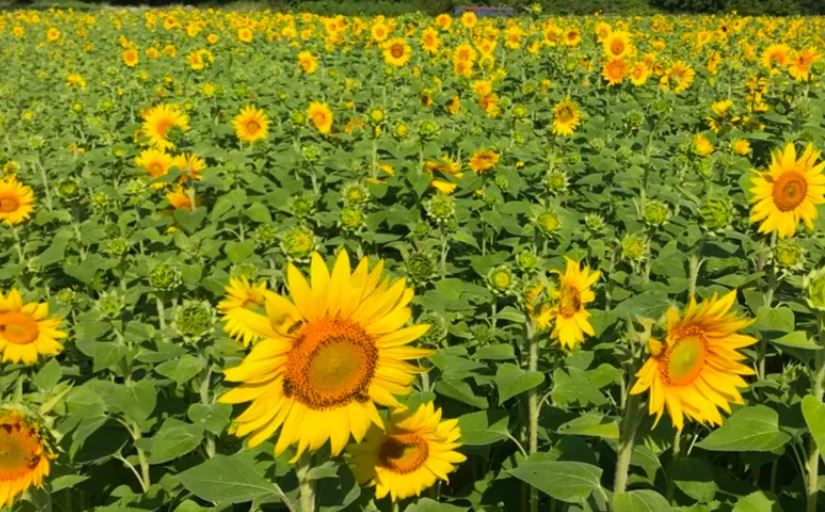 Për të zbutur egërsinë e vitit 2020 fermeri mbjell dy milion luledielli ...