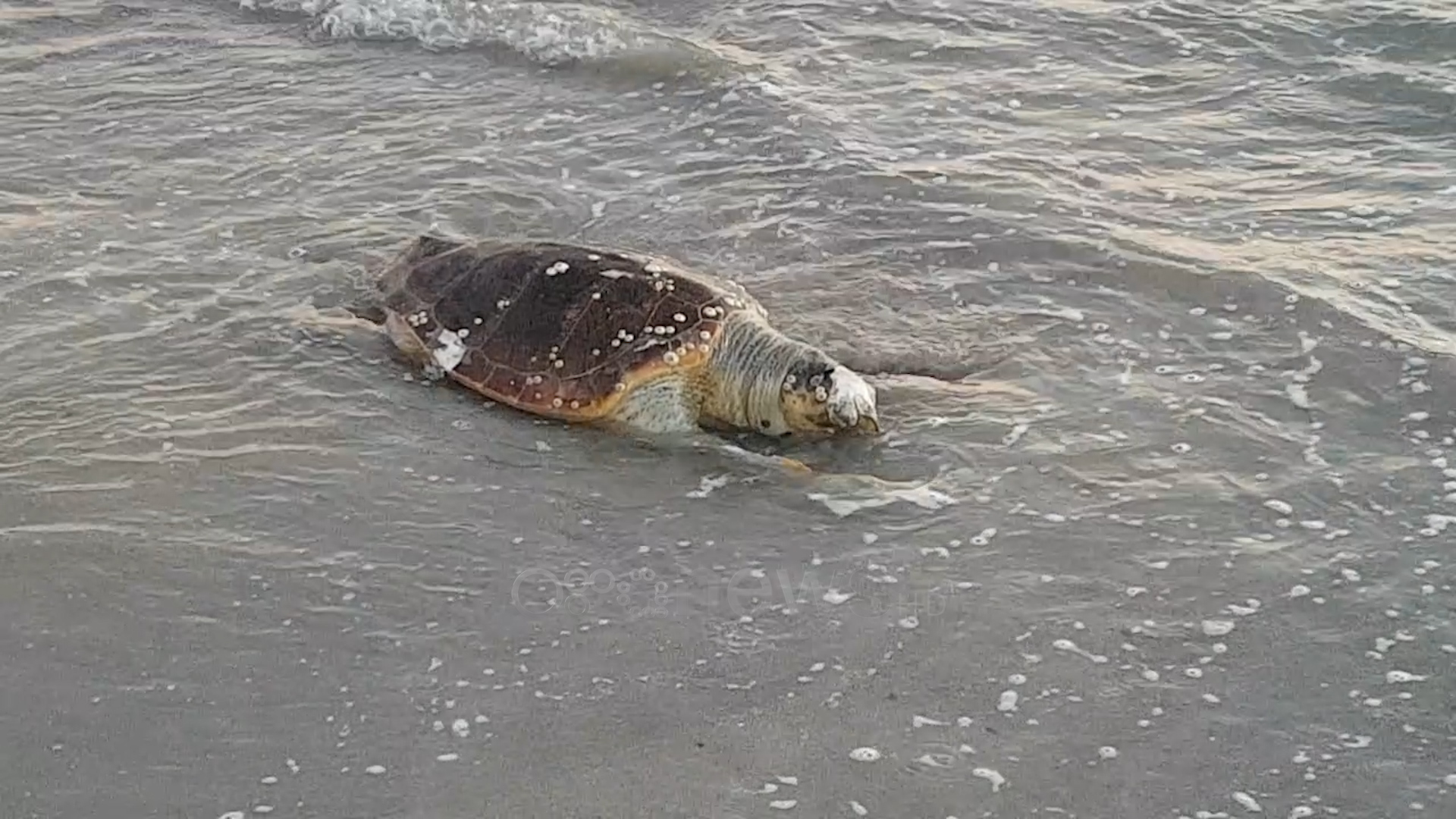 FOTO/ E rrallë në Adriatik, breshka gjigande del në bregdetin e ...