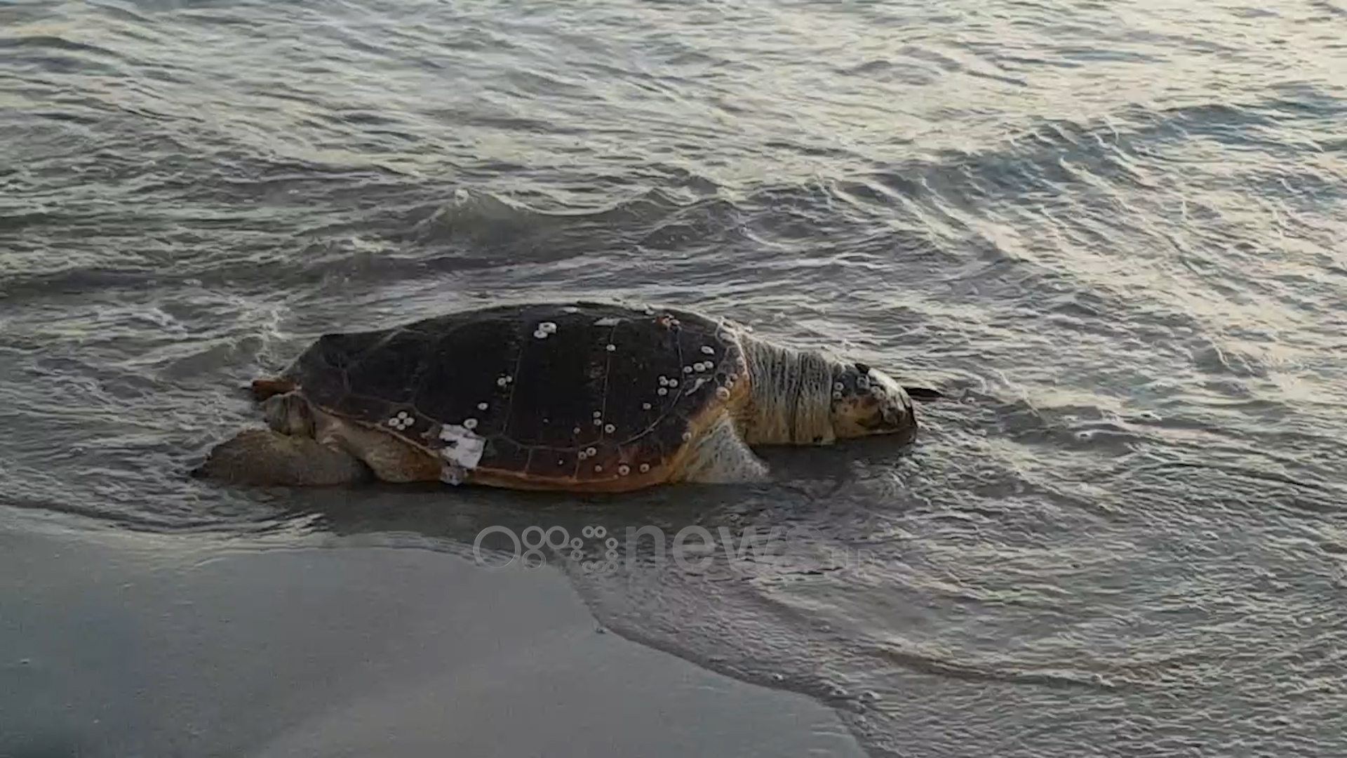 FOTO/ E rrallë në Adriatik, breshka gjigande del në bregdetin e ...