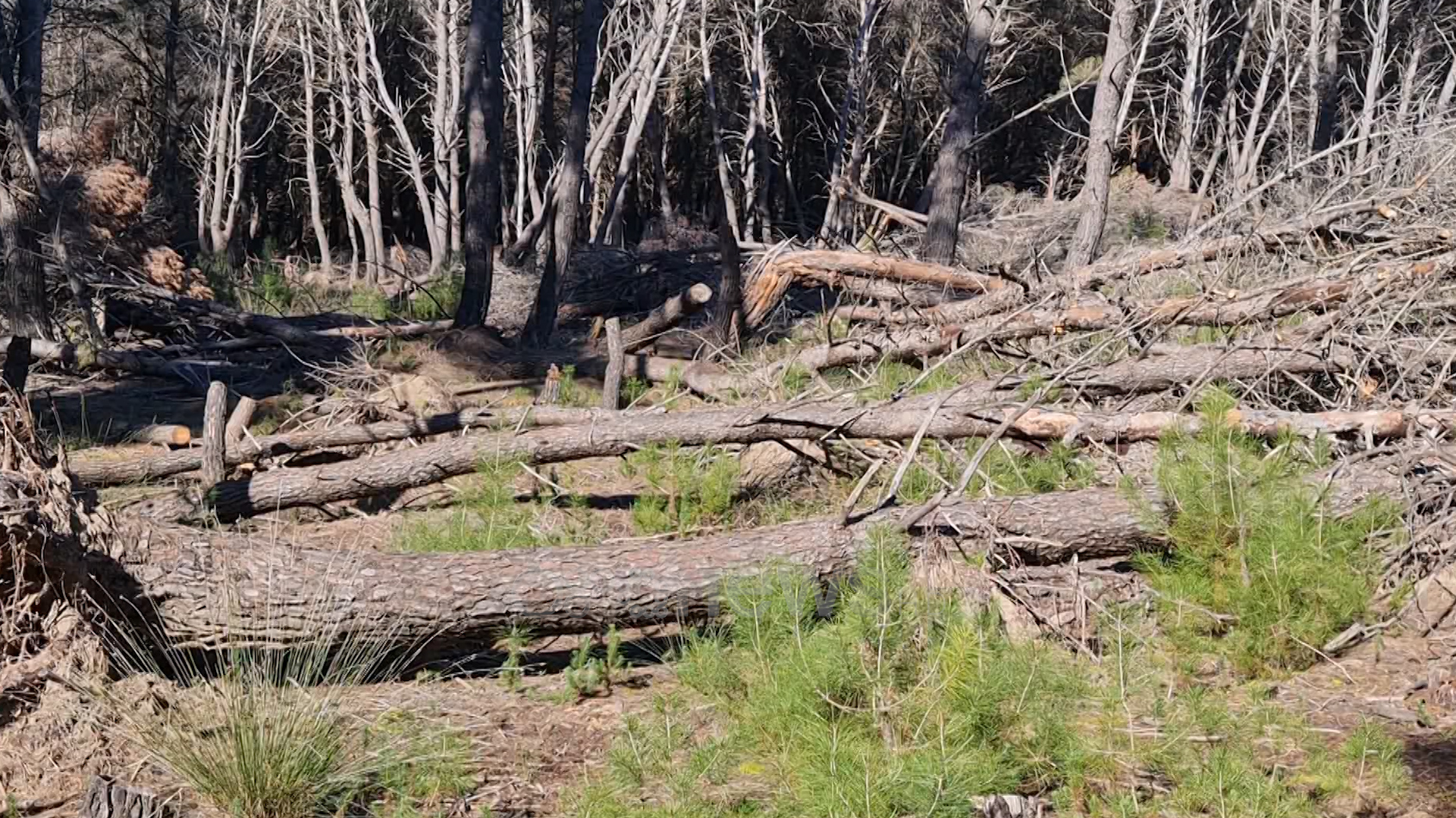 Pylli i Sodës në Vlorë tashmë një vendgrumbullim mbeturinash, i harruar ...