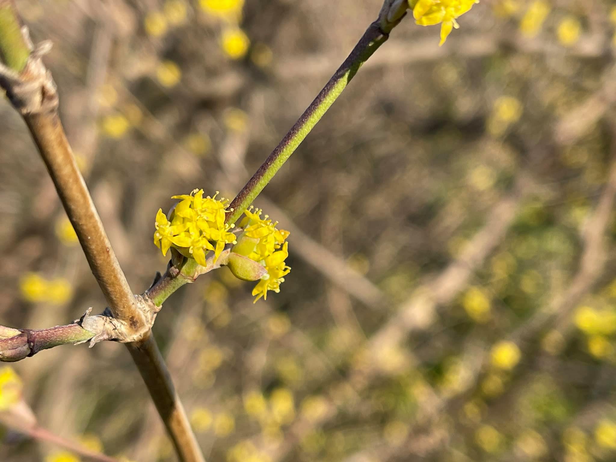 Marsi i luleve - Vendi